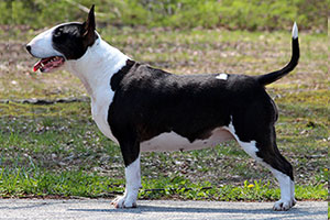 Notorious Bull Terriers. Standard Bull terriers and Miniature ...