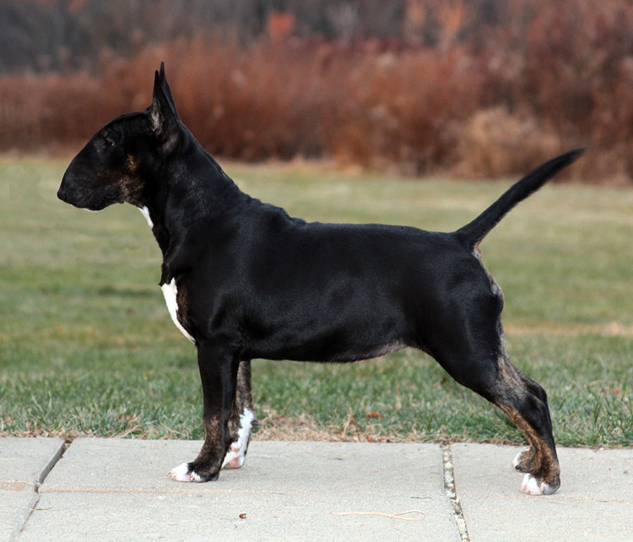 Notorious Bull Terriers. Standard Bull terriers and Miniature ...
