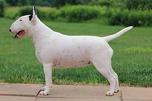 Notorious Bull Terriers. Standard Bull terriers and Miniature ...