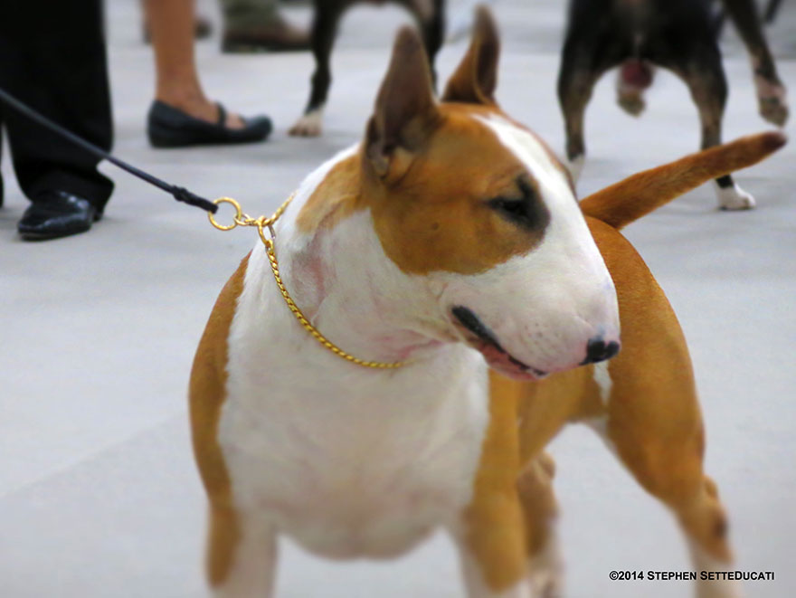 Notorious Bull Terriers. Standard Bull terriers and Miniature ...
