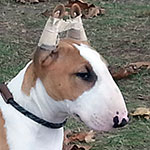 Notorious Bull Terriers. Standard Bull terriers and Miniature ...