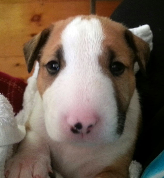 Notorious Bull Terriers. Standard Bull terriers and Miniature ...
