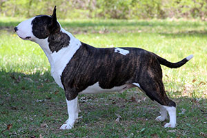 Notorious Bull Terriers. Standard Bull terriers and Miniature ...