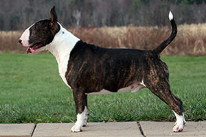 Notorious Bull Terriers. Standard Bull terriers and Miniature ...