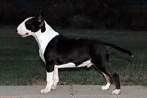 Notorious Bull Terriers. Standard Bull terriers and Miniature ...