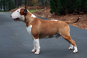 Notorious Bull Terriers. Standard Bull terriers and Miniature ...