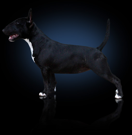Notorious Bull Terriers. Standard Bull terriers and Miniature ...